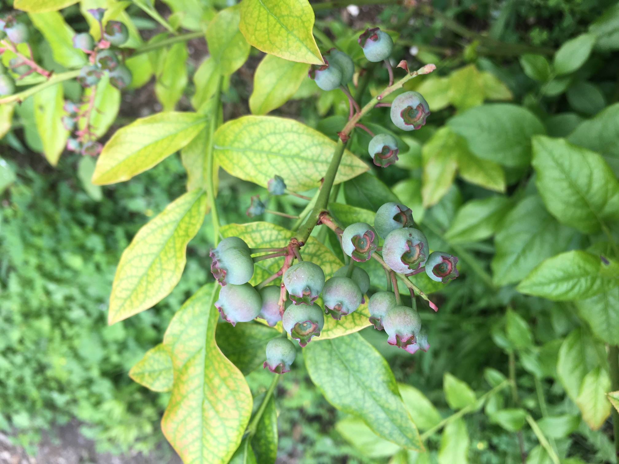 Starting the Garden: Wind in Sails