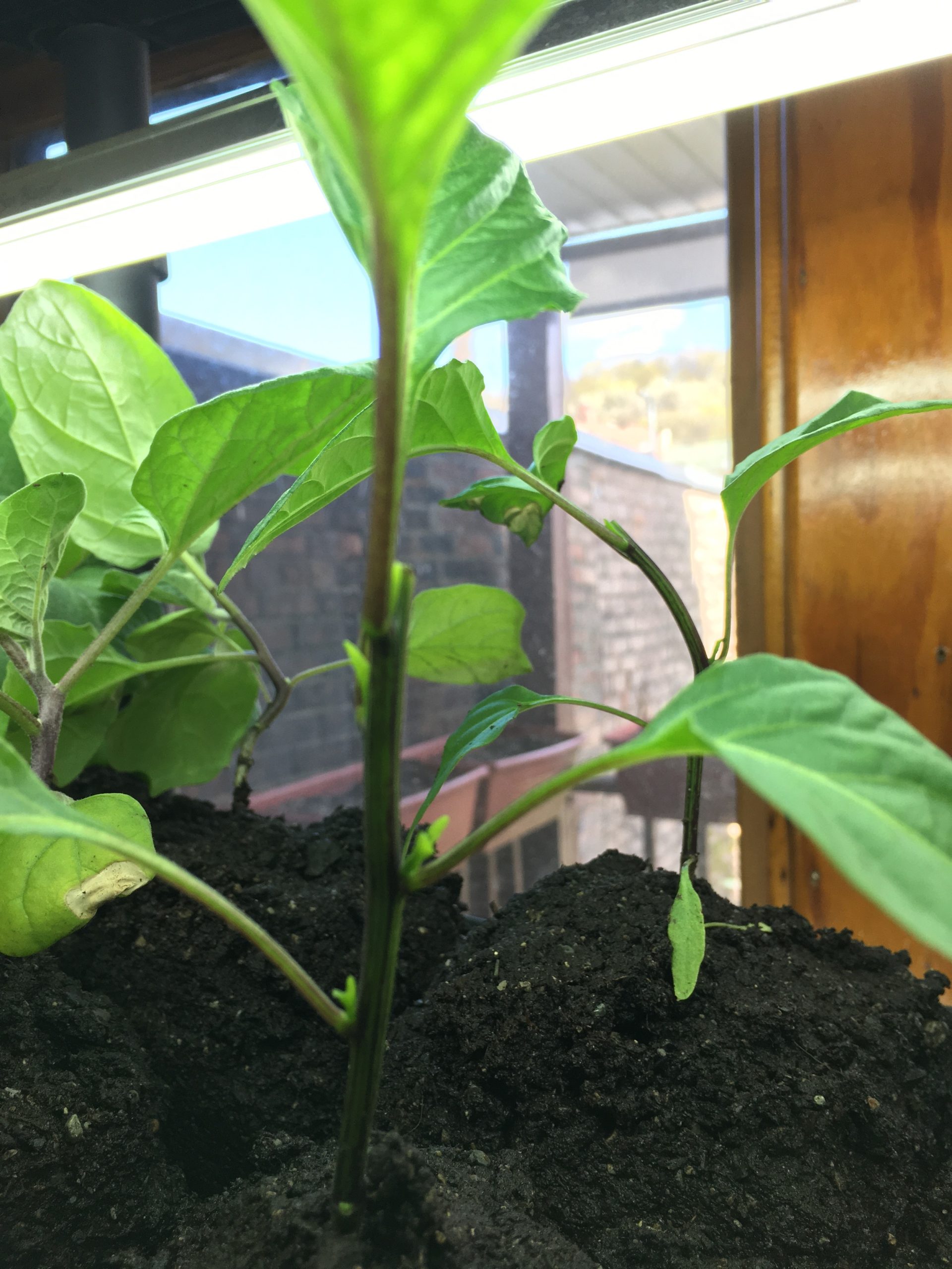 Garden Update: Early Spring Edition